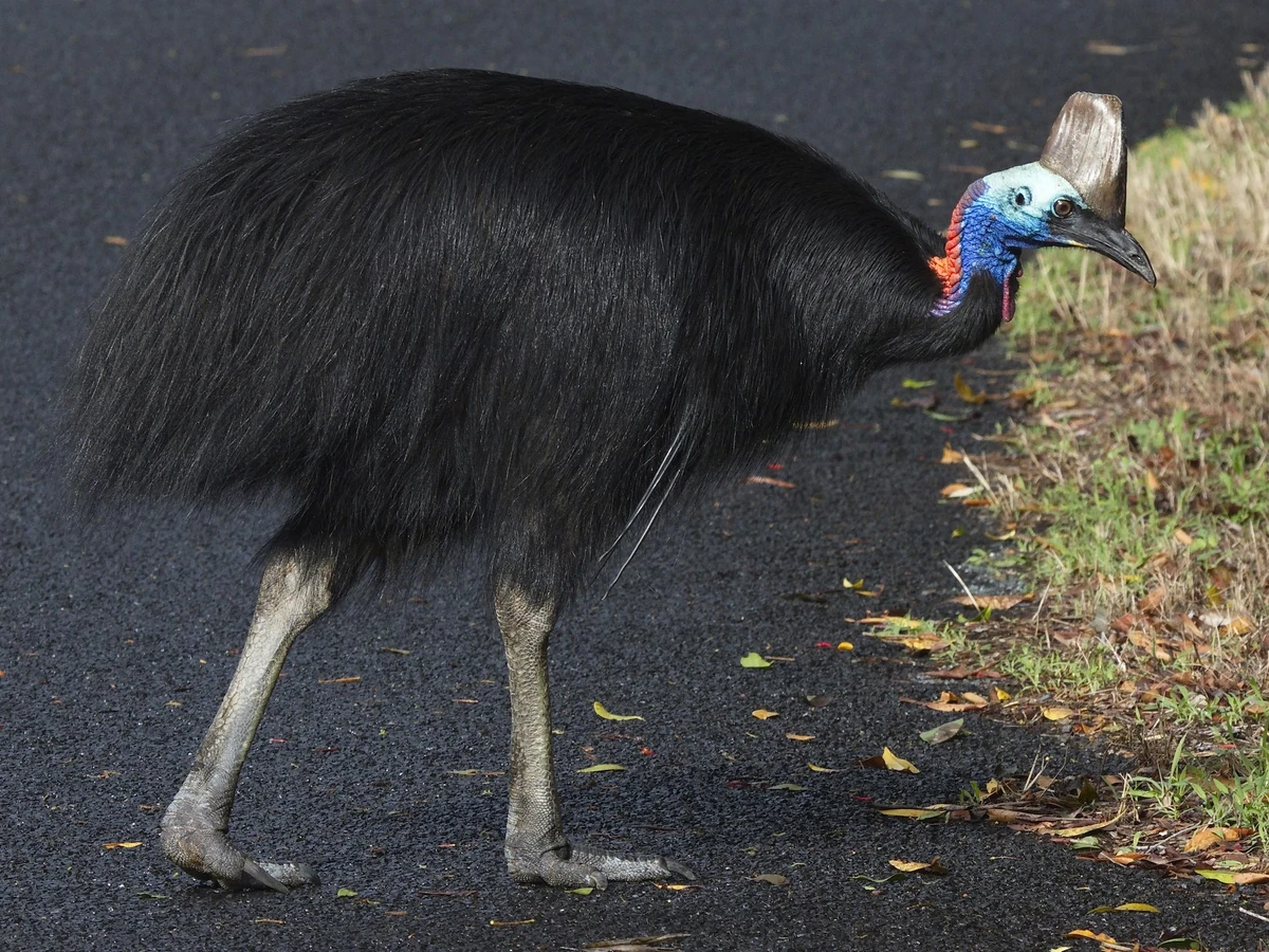 Cassowary | Animal Database | Fandom