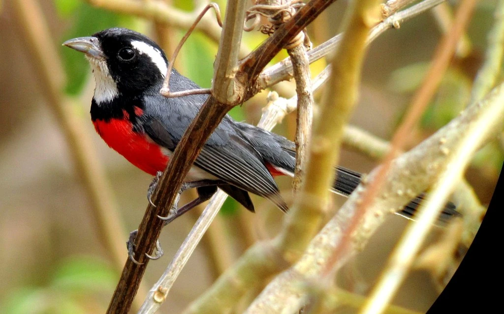 Red-breasted Chat | Animal Database | Fandom