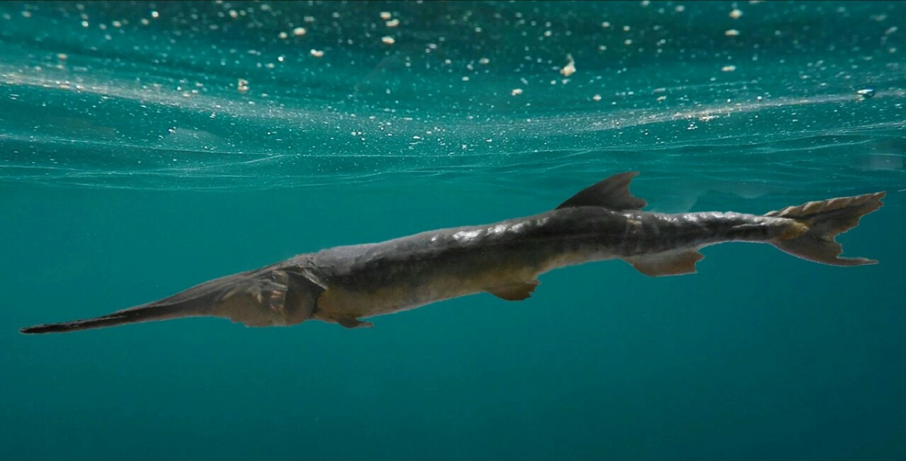 Chinese Giant Paddlefish