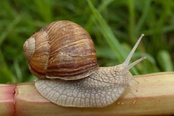 Roman Snail | Animal Database | Fandom