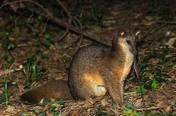 Eastern Falanouc | Animal Database | Fandom