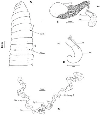 Drawida thomasi | Animal Database | Fandom