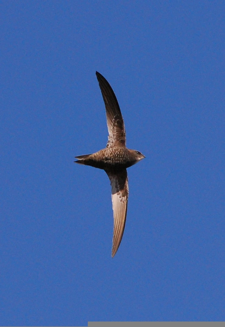 Mottled Swift | Animal Database | Fandom