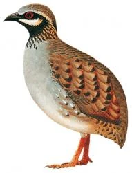 White-cheeked Partridge | Animal Database | Fandom