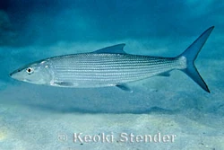 Shortjaw Bonefish | Animal Database | Fandom