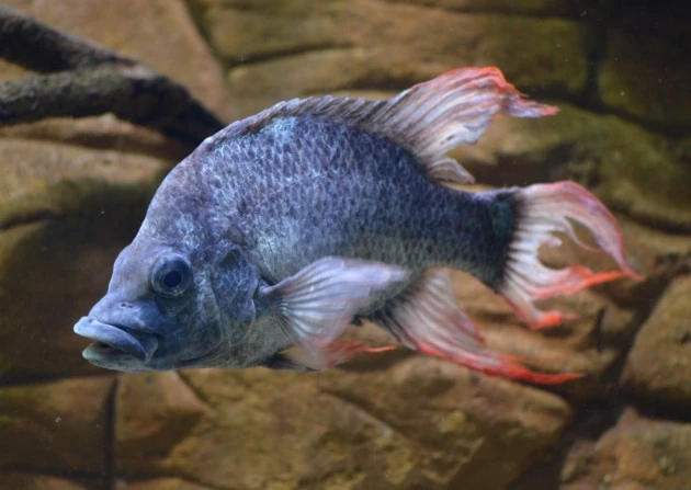 Category:Cichlidae | Animal Database | Fandom