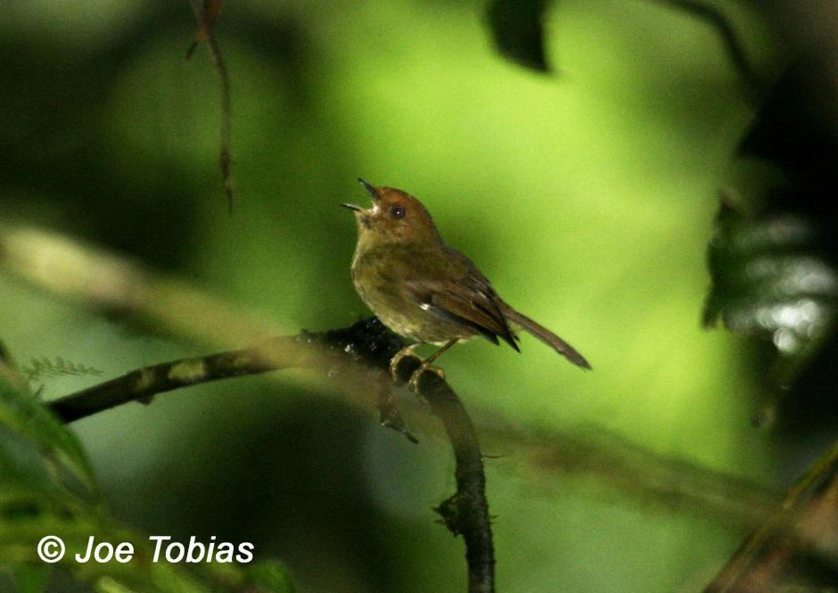 Hazel-fronted Pygmy Tyrant | Animal Database | Fandom