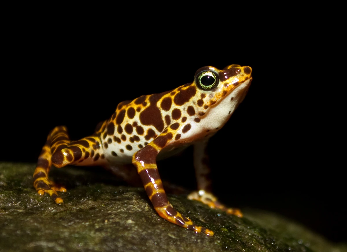 Darien Stubfoot Toad | Animal Database | Fandom