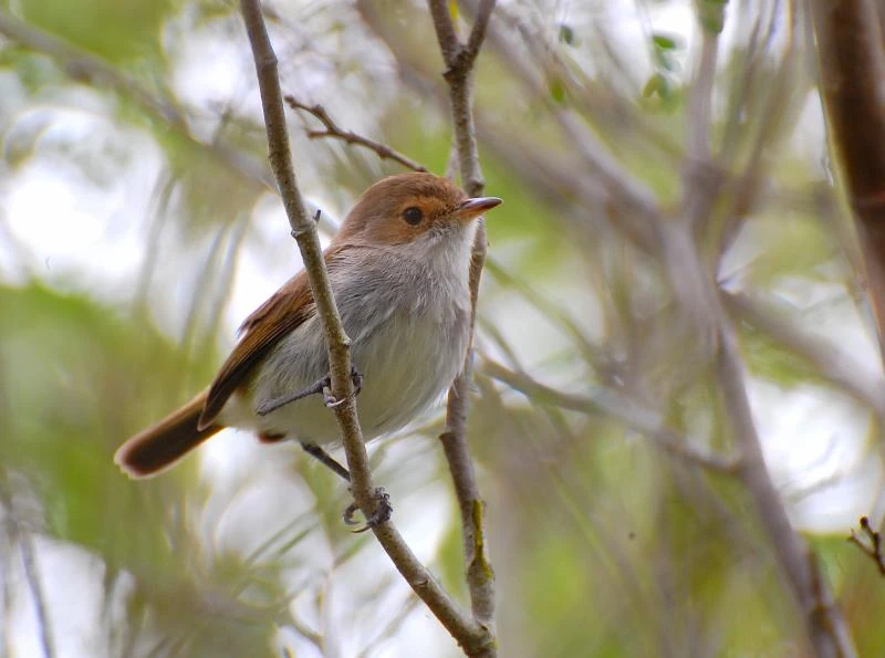 Tawny-crowned Pygmy Tyrant | Animal Database | Fandom