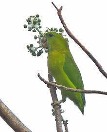 Guaiabero | Animal Database | Fandom