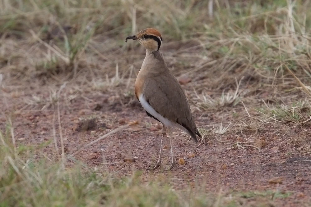 Temminck's Courser | Animal Database | Fandom