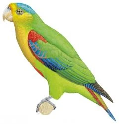 Fuertes's Parrot | Animal Database | Fandom