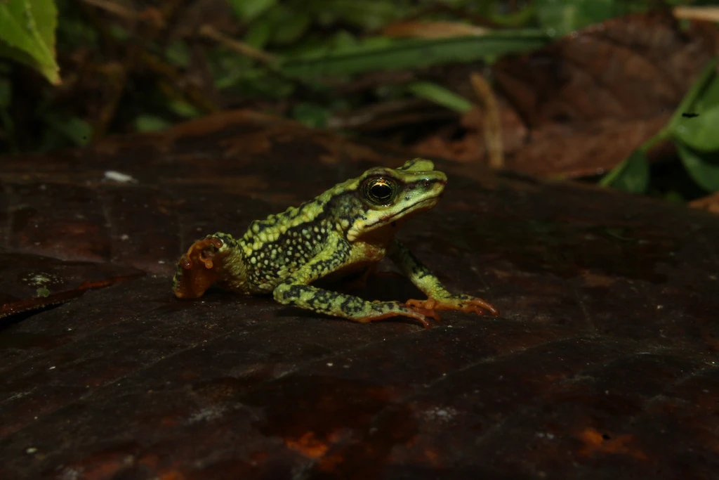Walker's Stubfoot Toad | Animal Database | Fandom