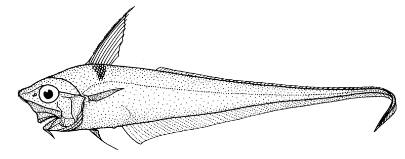 Squashed Face Rattail | Animal Database | Fandom