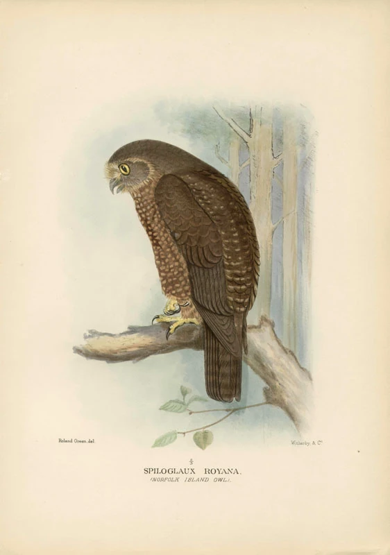 Norfolk Boobook | Animal Database | Fandom