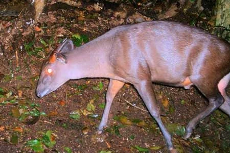 Abbott's Duiker | Animal Database | Fandom