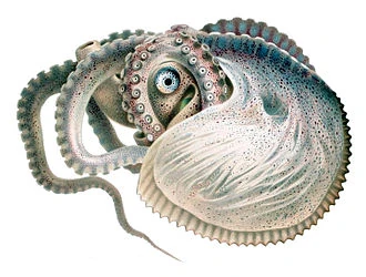 Greater argonaut | Animal Database | Fandom