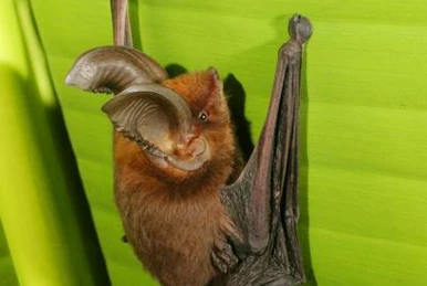 ghost faced bat size