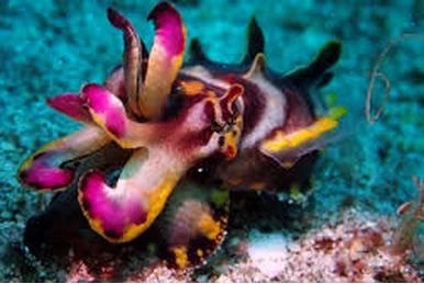 Flamboyant Cuttlefish Walking