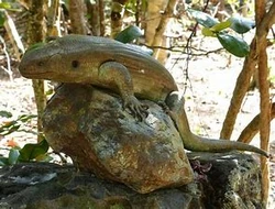 Mauritian Giant Skink | Animal Database | Fandom