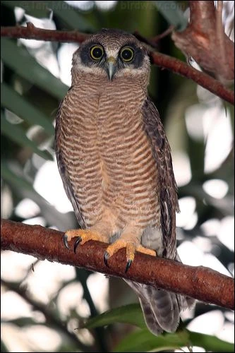 Rufous Owl | Animal Database | Fandom