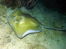 Southern Stingray | Animal Database | Fandom