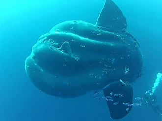 Southern Ocean Sunfish | Animal Database | Fandom