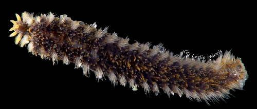 Amphinome rostrata | Animal Database | Fandom