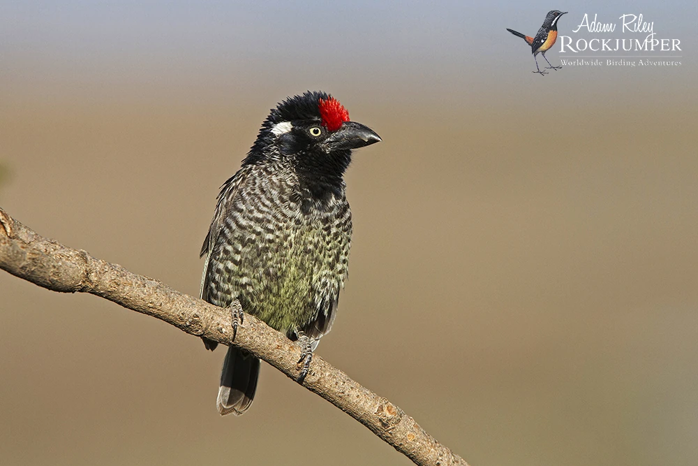 Banded Barbet | Animal Database | Fandom