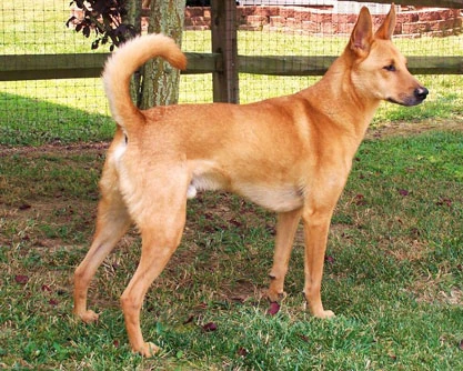 Carolina Dog | Animal Database | Fandom