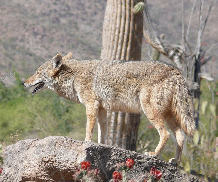 Category:Fauna of Honduras | Animal Database | Fandom