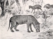 Hyaenodon | Animal Database | Fandom