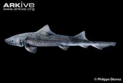 Spotted Houndshark | Animal Database | Fandom