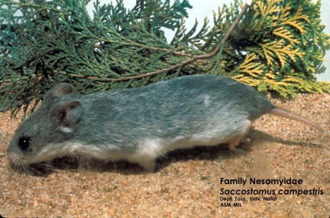 South African Pouched Mouse | Animal Database | Fandom
