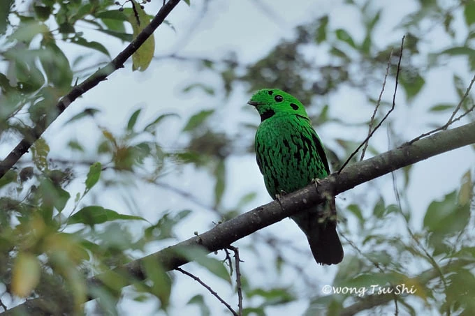 Whitehead's Broadbill | Animal Database | Fandom