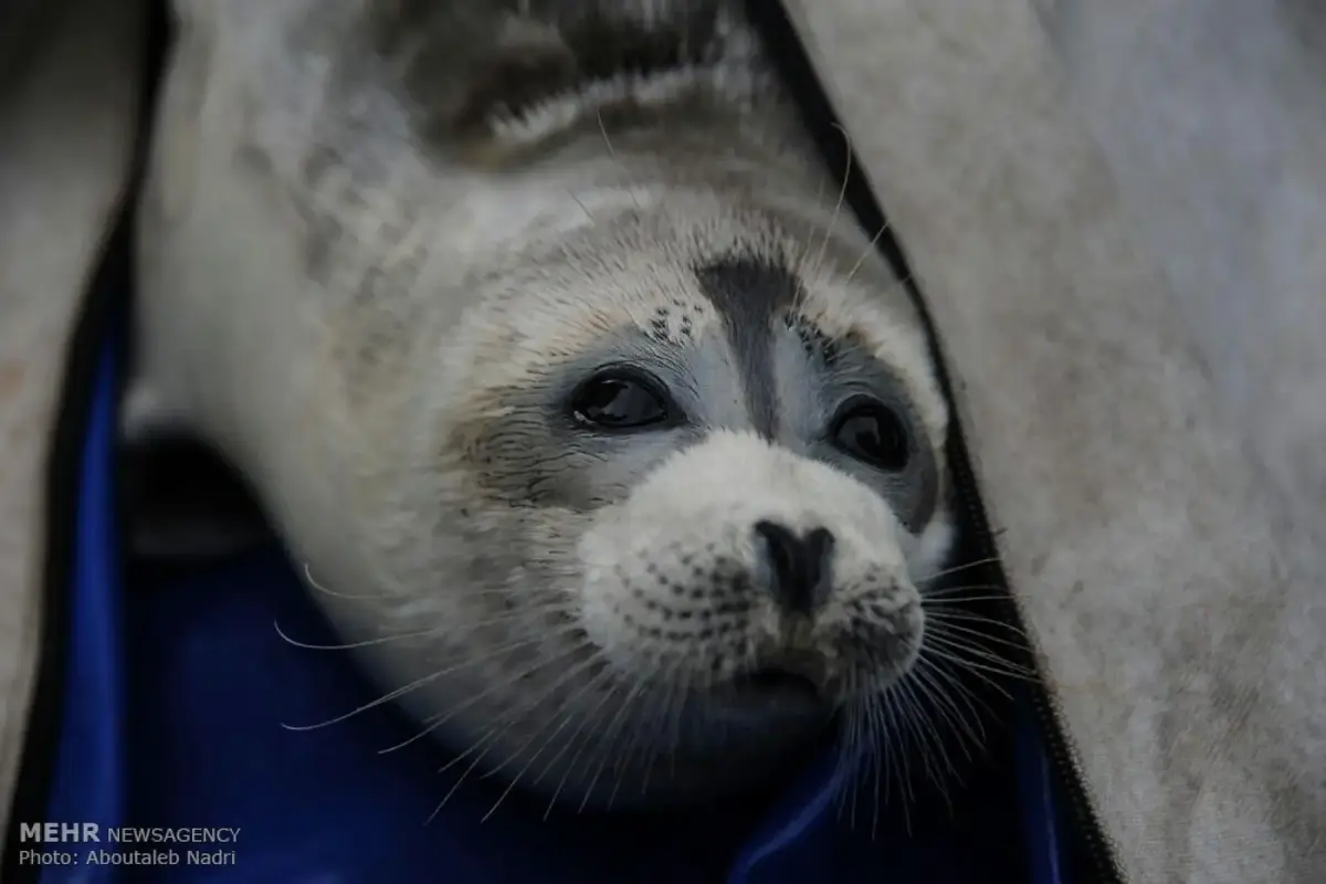Caspian Seal | Animal Database | Fandom