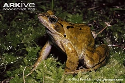 Frog | Animal Database | Fandom