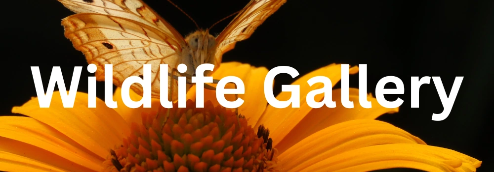 Animal Database:Wildlife Gallery | Animal Database | Fandom