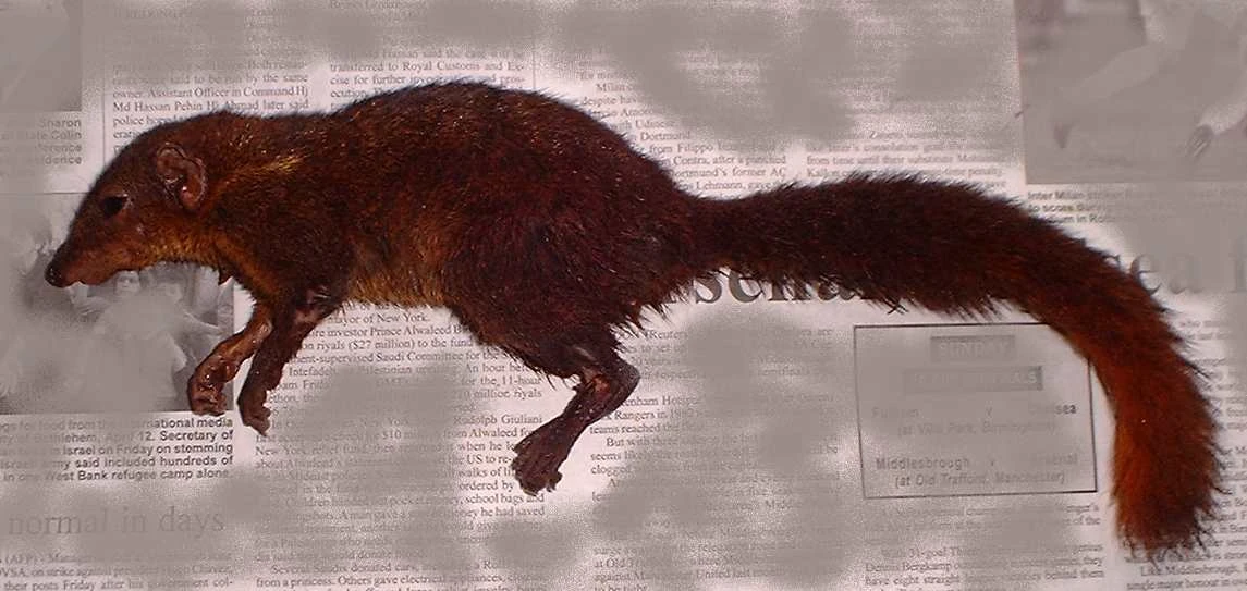Painted Treeshrew | Animal Database | Fandom