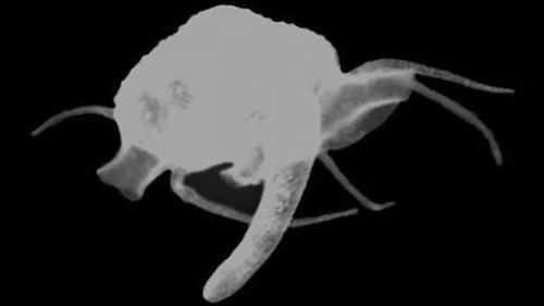 Waldo | Animal Database | Fandom