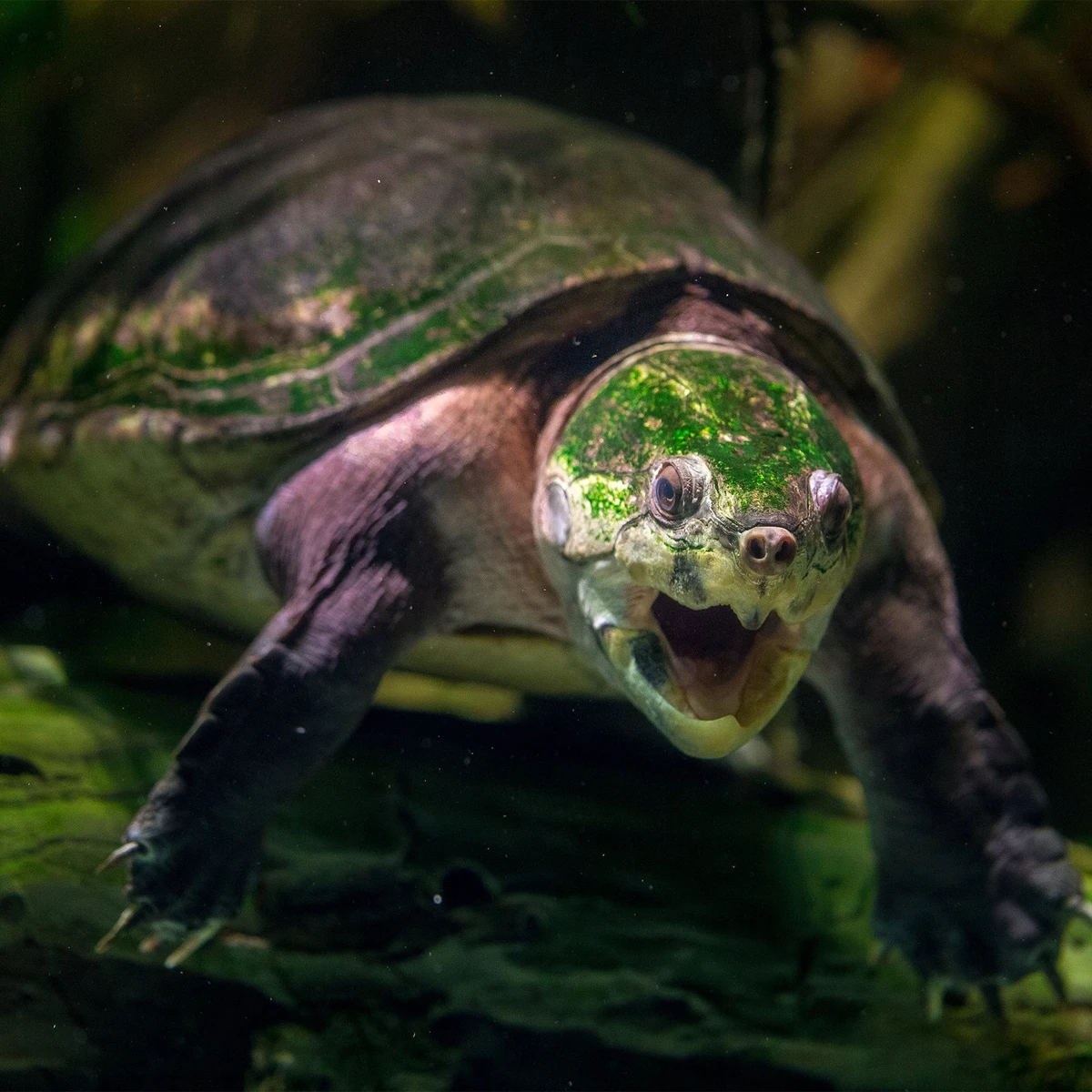 Big-Headed Amazon River Turtle | Animal Database | Fandom