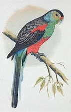 Paradise Parrot | Animal Database | Fandom