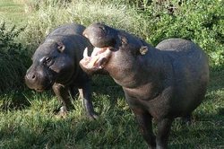 Hippopotamidae | Animal Database | Fandom