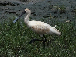 Royal Spoonbill | Animal Database | Fandom