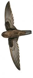 Island Swiftlet | Animal Database | Fandom