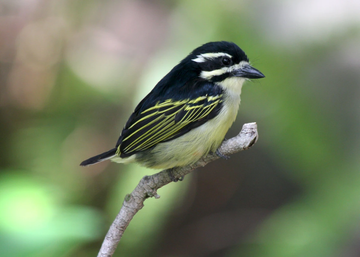 Yellow-rumped Tinkerbird | Animal Database | Fandom