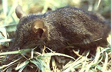 Drouhard's Shrew Tenrec | Animal Database | Fandom
