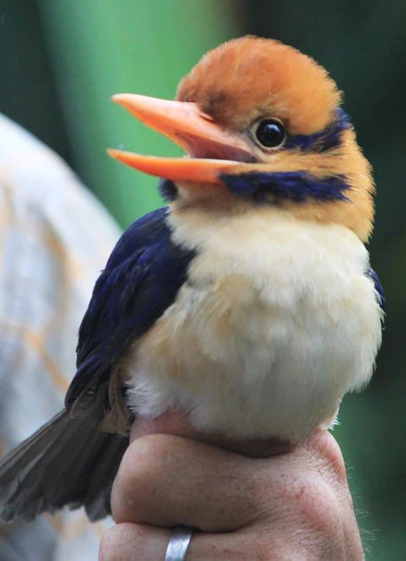 Moustached Kingfisher | Animal Database | Fandom