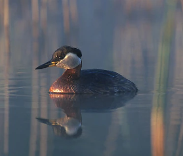 Grebe | Animal Database | Fandom