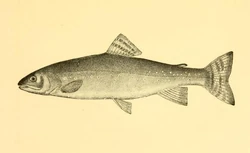 Silver Trout | Animal Database | Fandom